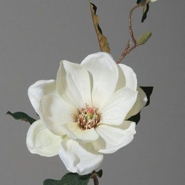 Magnolia crème | Fleurs / Plantes artificielles | Pier Import
